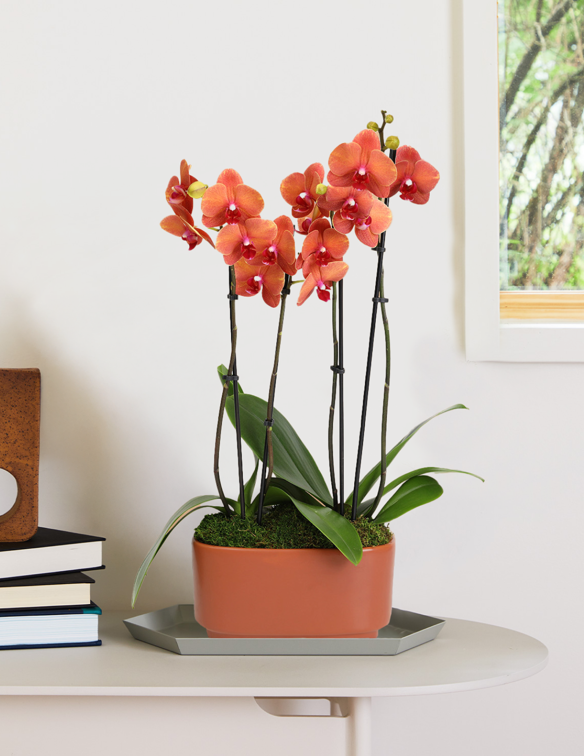 Large Double Orchid | Indoor Plants and Houseplants for Delivery | The Sill