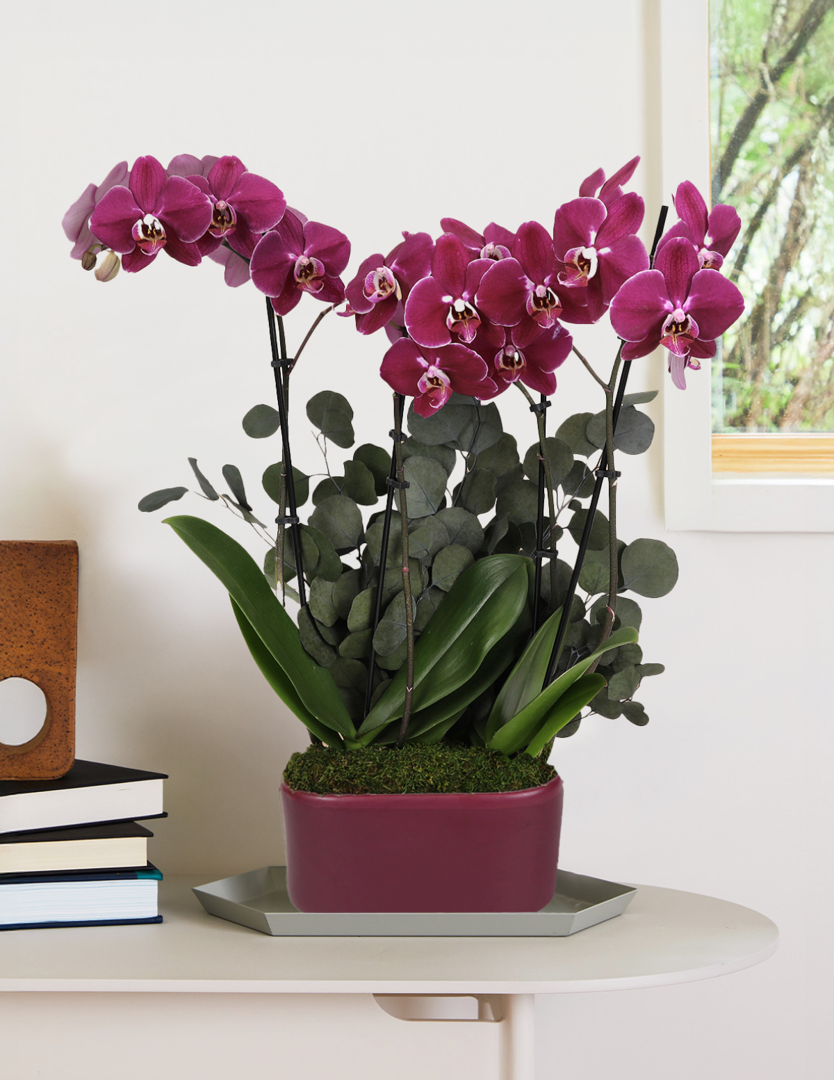 Large Double Orchid | Indoor Plants and Houseplants for Delivery | The Sill