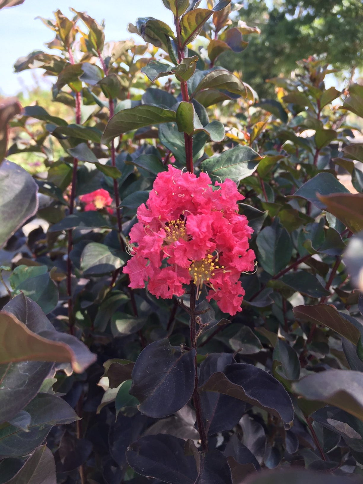 Thunderstruck™ Coral Boom™ Crape Myrtle | The Sill