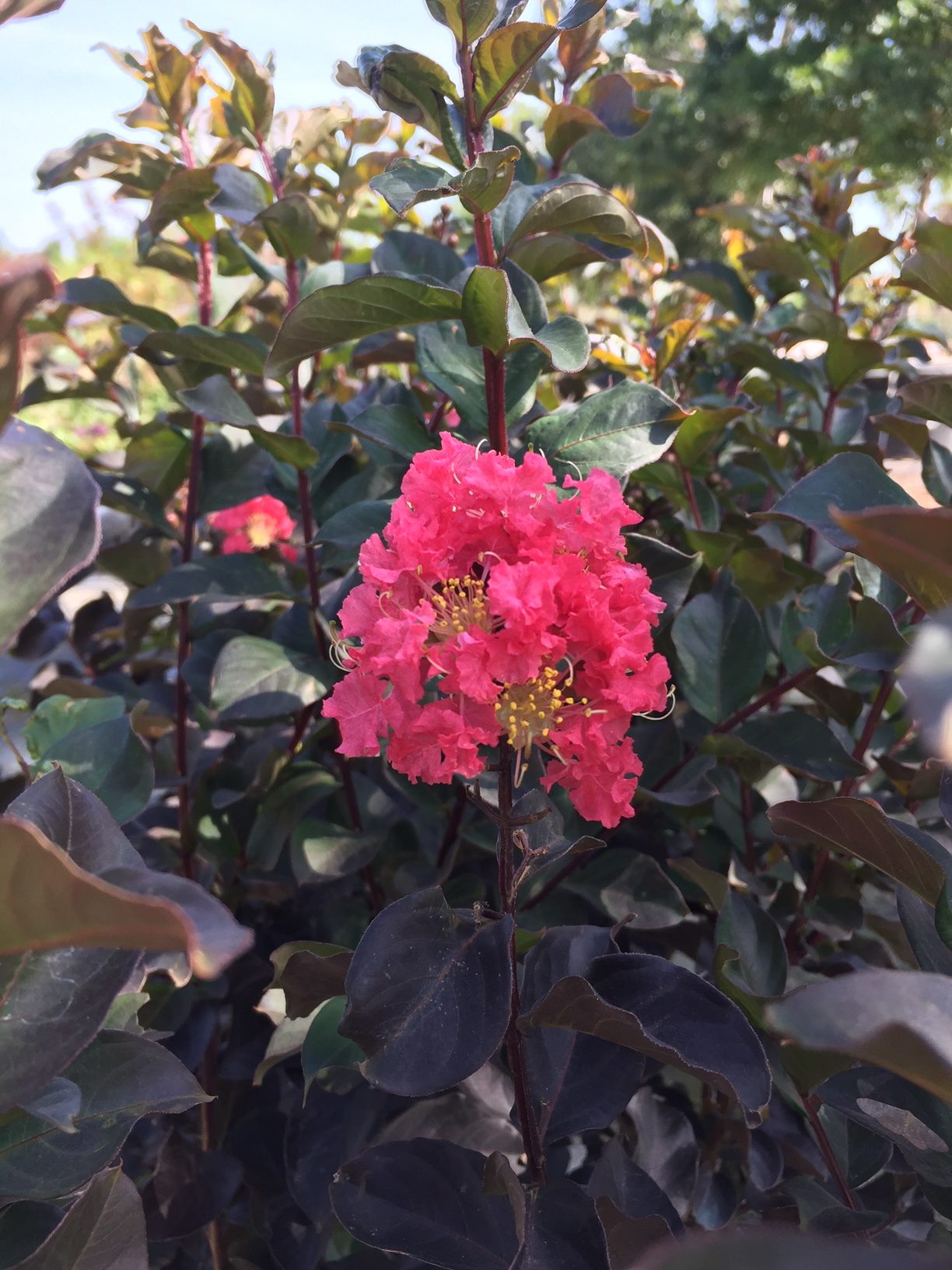 Thunderstruck™ Coral Boom™ Crape Myrtle | The Sill