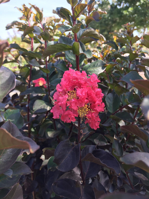 Thunderstruck™ Coral Boom™ Crape Myrtle | The Sill
