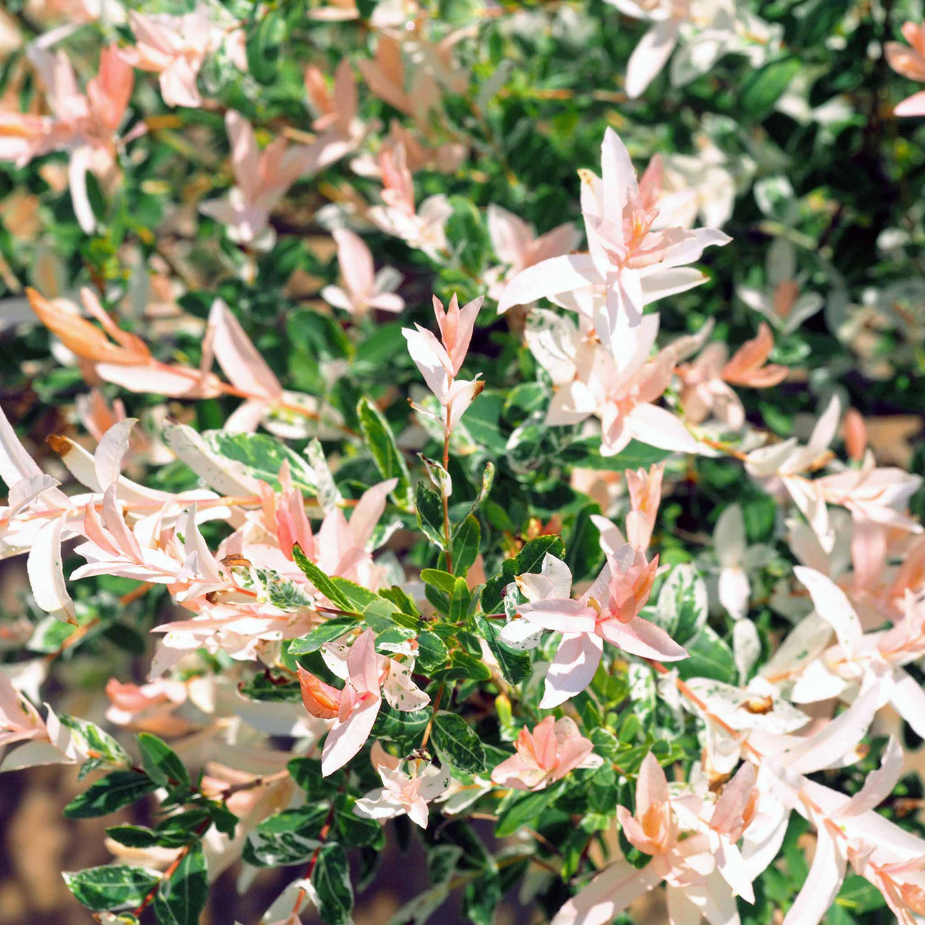 Tri-Color Dappled Willow Bush | The Sill