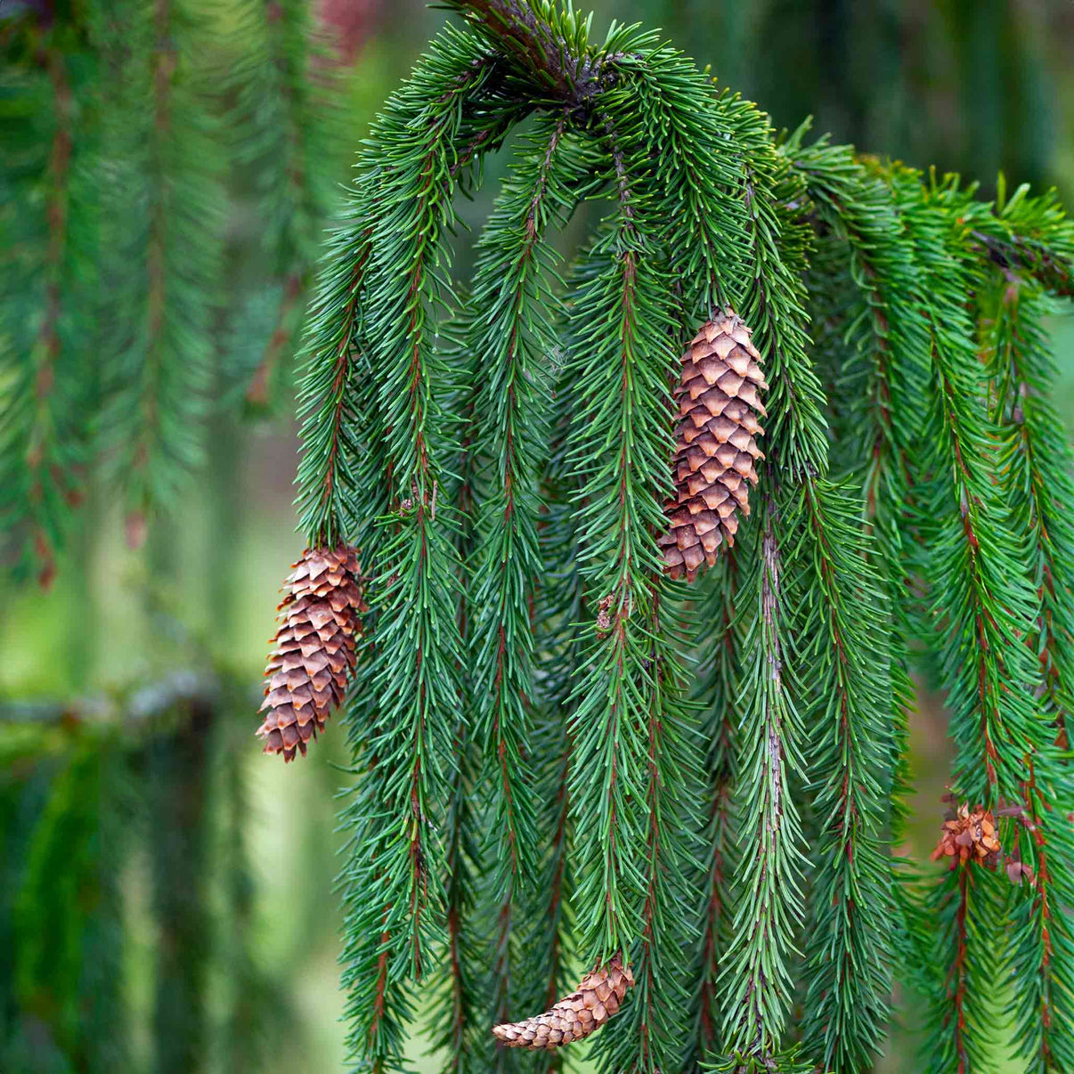 Weeping Norway Spruce | The Sill
