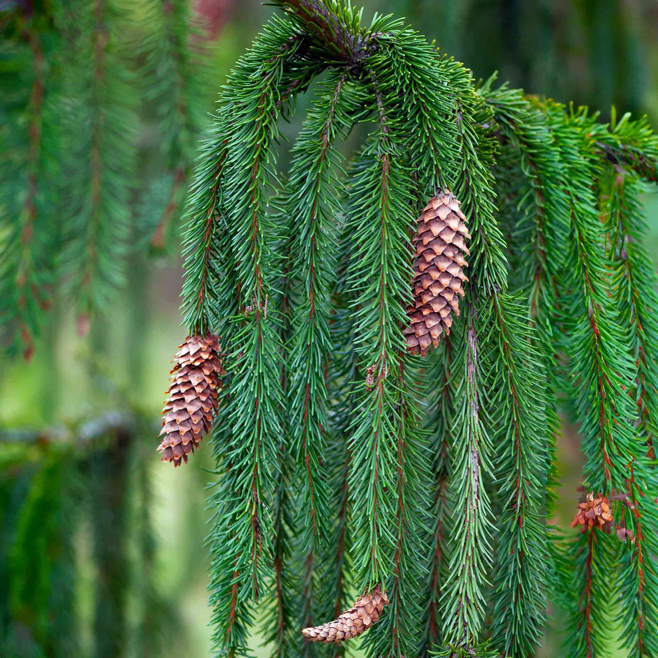 Weeping Norway Spruce | The Sill