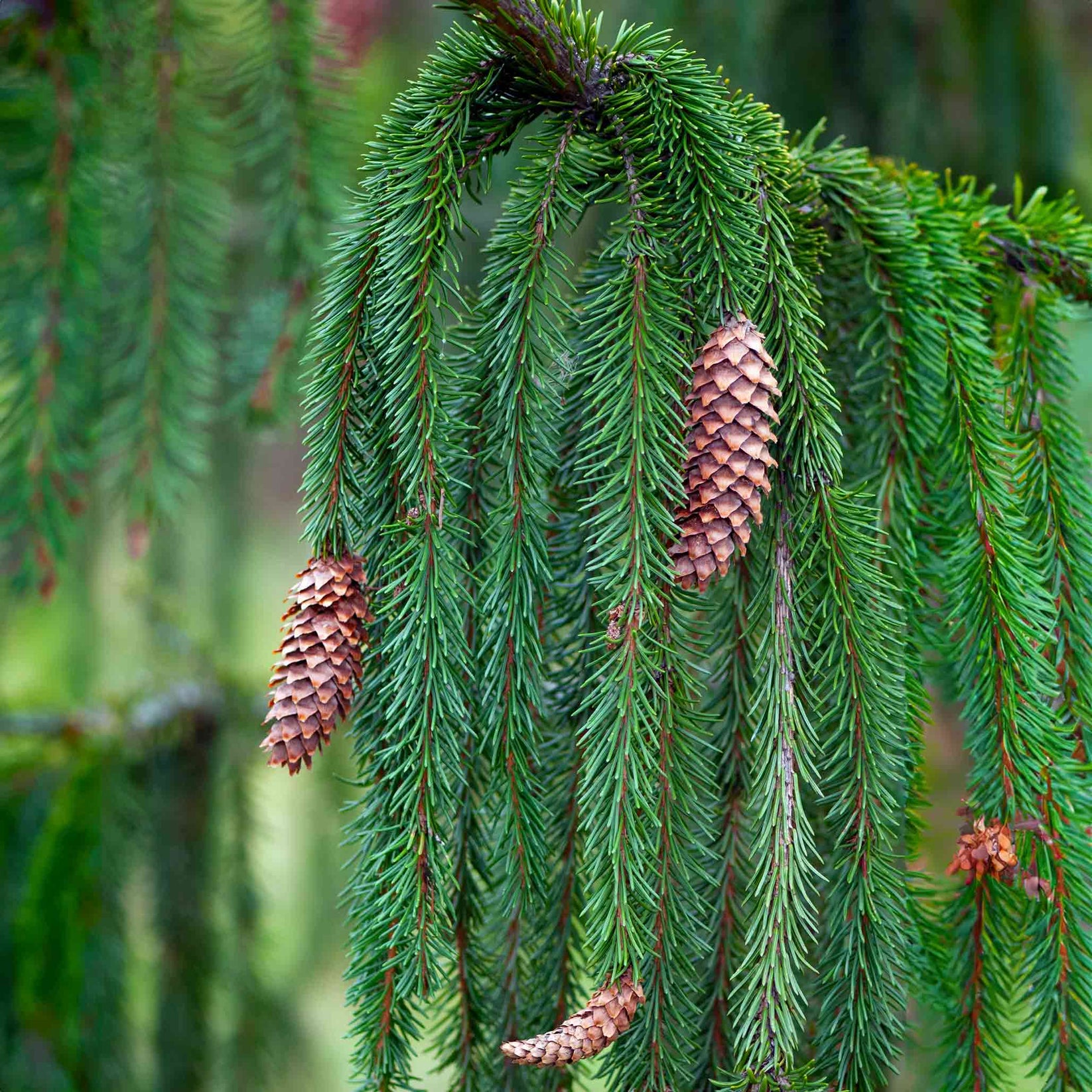 Weeping Norway Spruce | The Sill