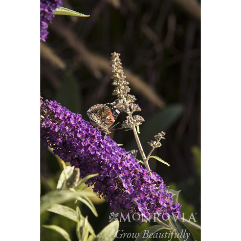 Black Knight Butterfly Bush | The Sill