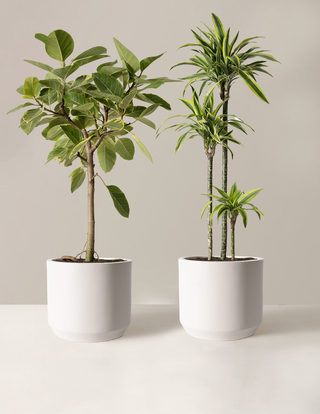 The Big and Bright Bundle | Indoor Houseplants | The Sill