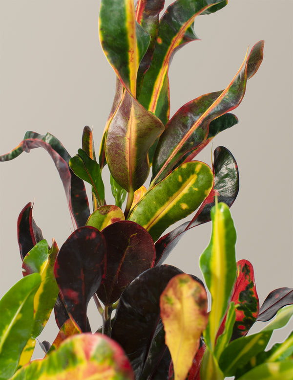 Corkscrew Croton (Codiaeum variegatum) | Colorful Houseplants for ...