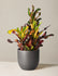 Corkscrew Croton (Codiaeum variegatum) | Colorful Houseplants for ...