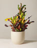 Corkscrew Croton (Codiaeum variegatum) | Colorful Houseplants for ...