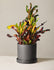 Corkscrew Croton (Codiaeum variegatum) | Colorful Houseplants for ...