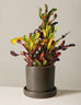 Corkscrew Croton (Codiaeum variegatum) | Colorful Houseplants for ...
