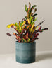 Corkscrew Croton (Codiaeum variegatum) | Colorful Houseplants for ...