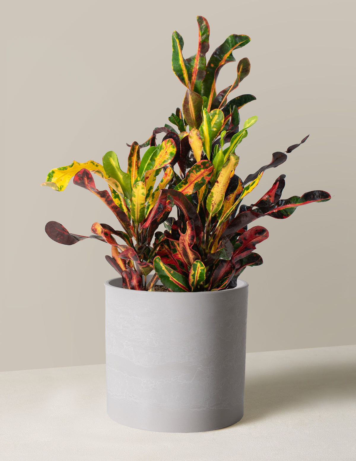 Corkscrew Croton (Codiaeum variegatum) | Colorful Houseplants for ...