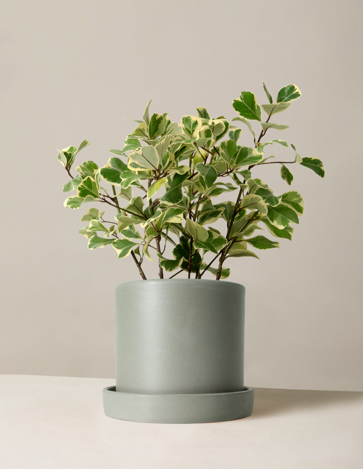 Ficus Triangularis Variegata | Unique and Rare Houseplants for Delivery ...