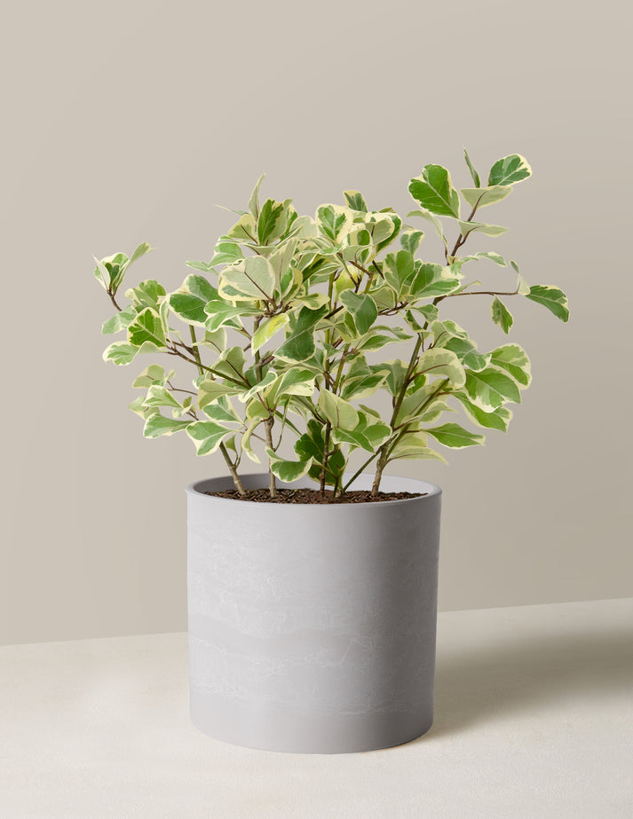 Ficus Triangularis Variegata | Unique and Rare Houseplants for Delivery ...