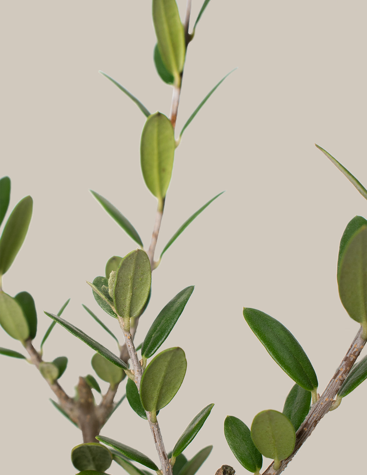 Olive Tree (Olea Europaea) Indoor Houseplant | Unique Plants for ...
