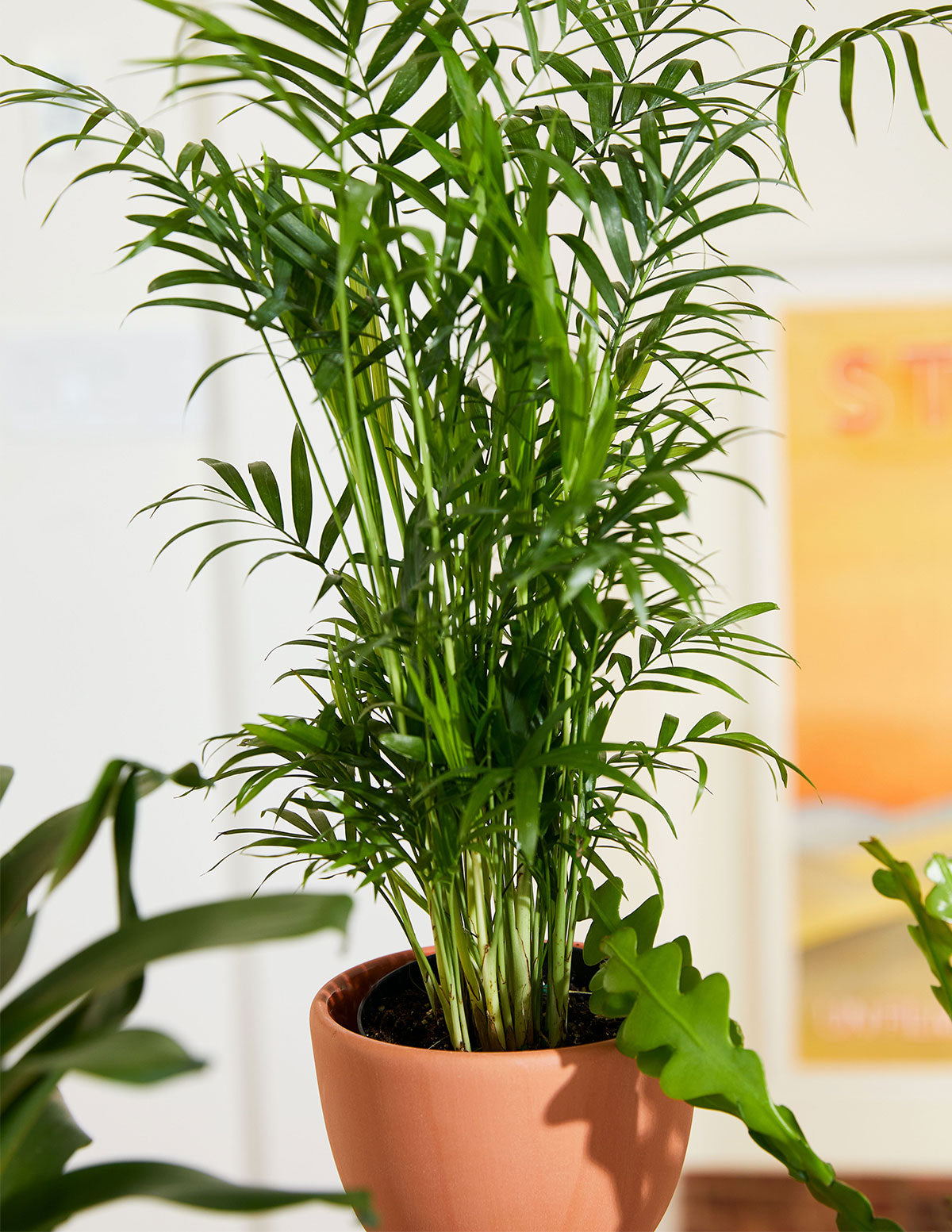 Parlor Palm | Tropical Indoor Plants & Houseplants Delivery | The Sill