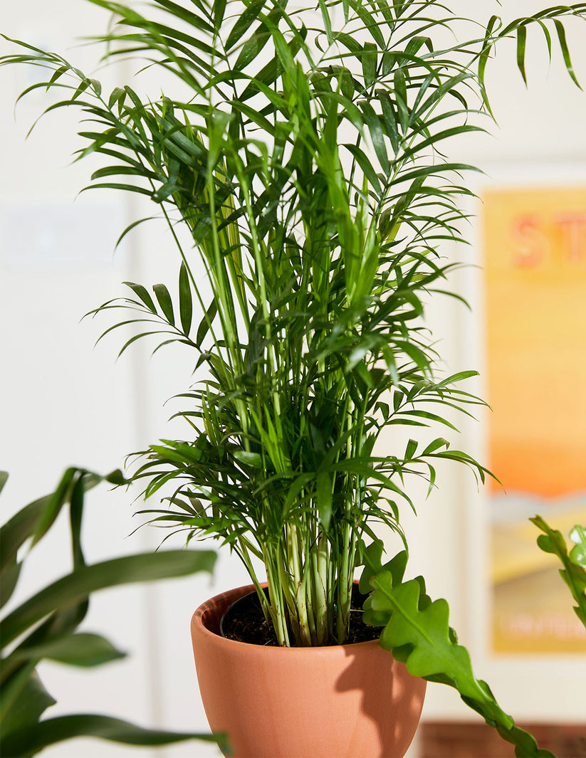 Parlor Palm | Tropical Indoor Plants & Houseplants Delivery | The Sill
