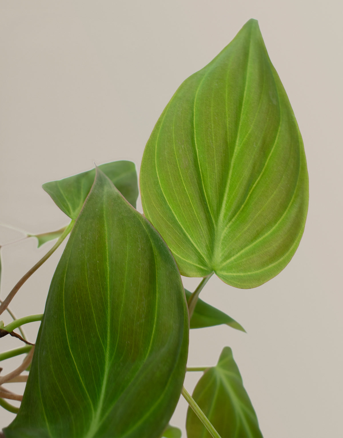 Philodendron Micans | Tropical Trailing Plants & Houseplants for ...