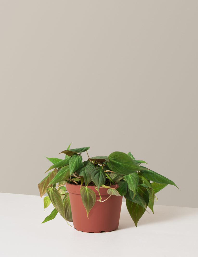 Philodendron Micans | Tropical Trailing Plants & Houseplants for ...