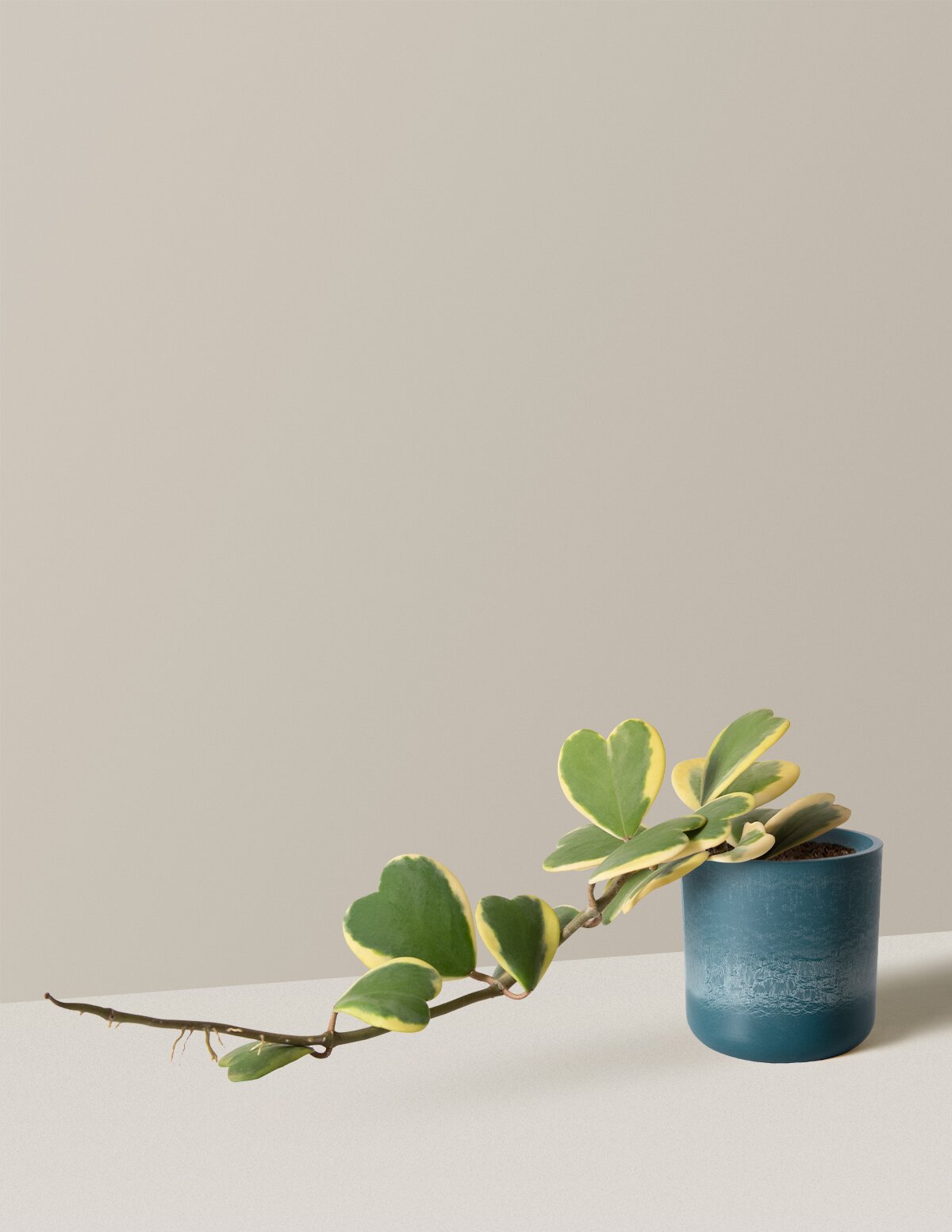Trailing Heart-Leaf Hoya, Variegated (Hoya kerrii) | Unique Houseplants ...