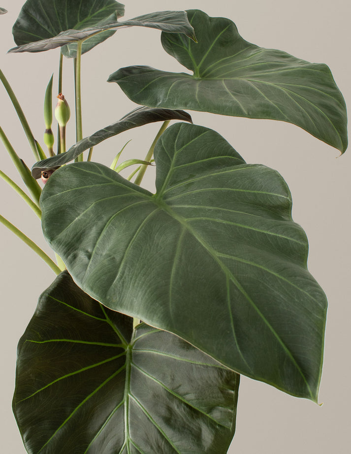 Large Alocasia Regal Shield | Indoor Plants & Houseplants | The Sill