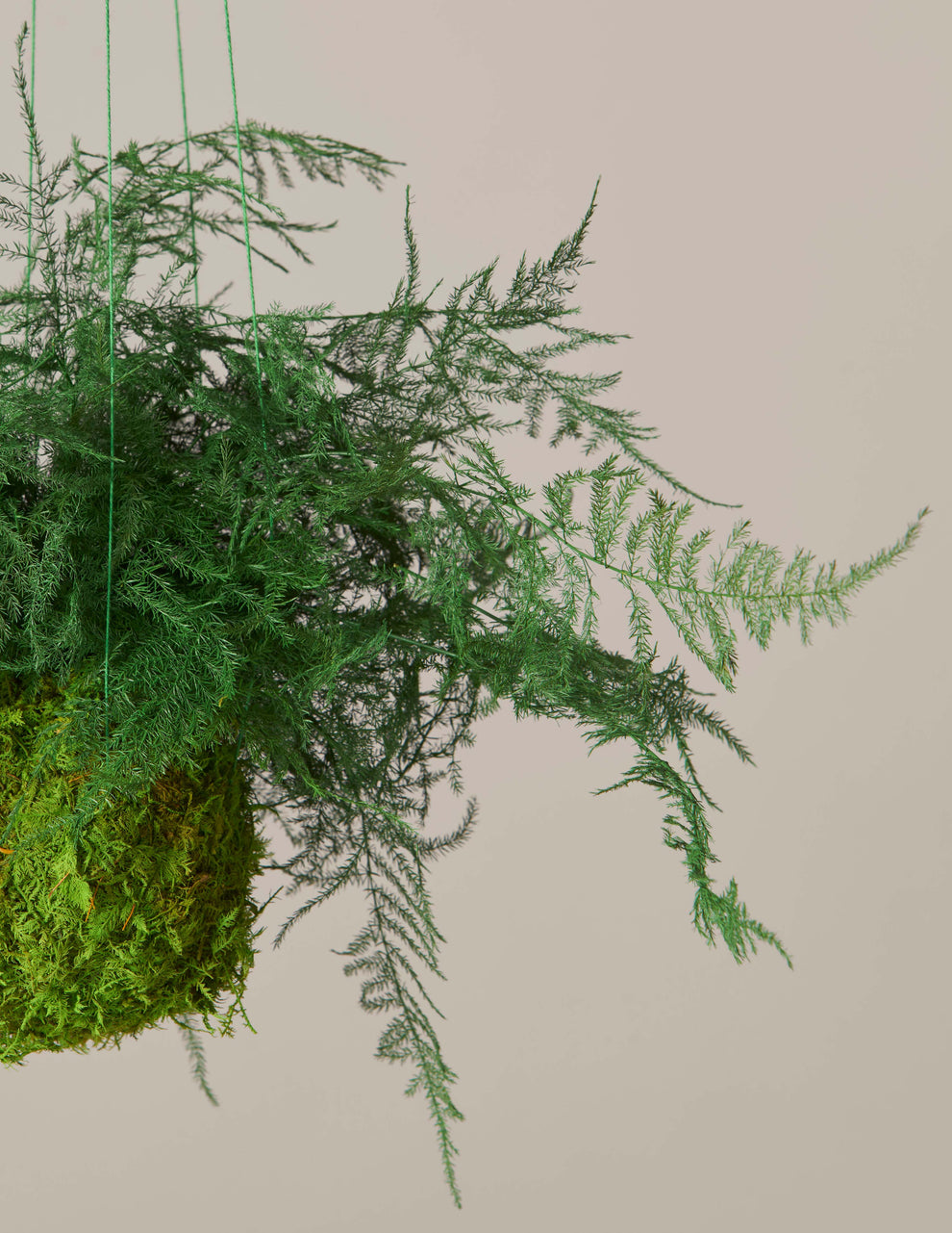 Preserved Fern Kokedama | The Sill