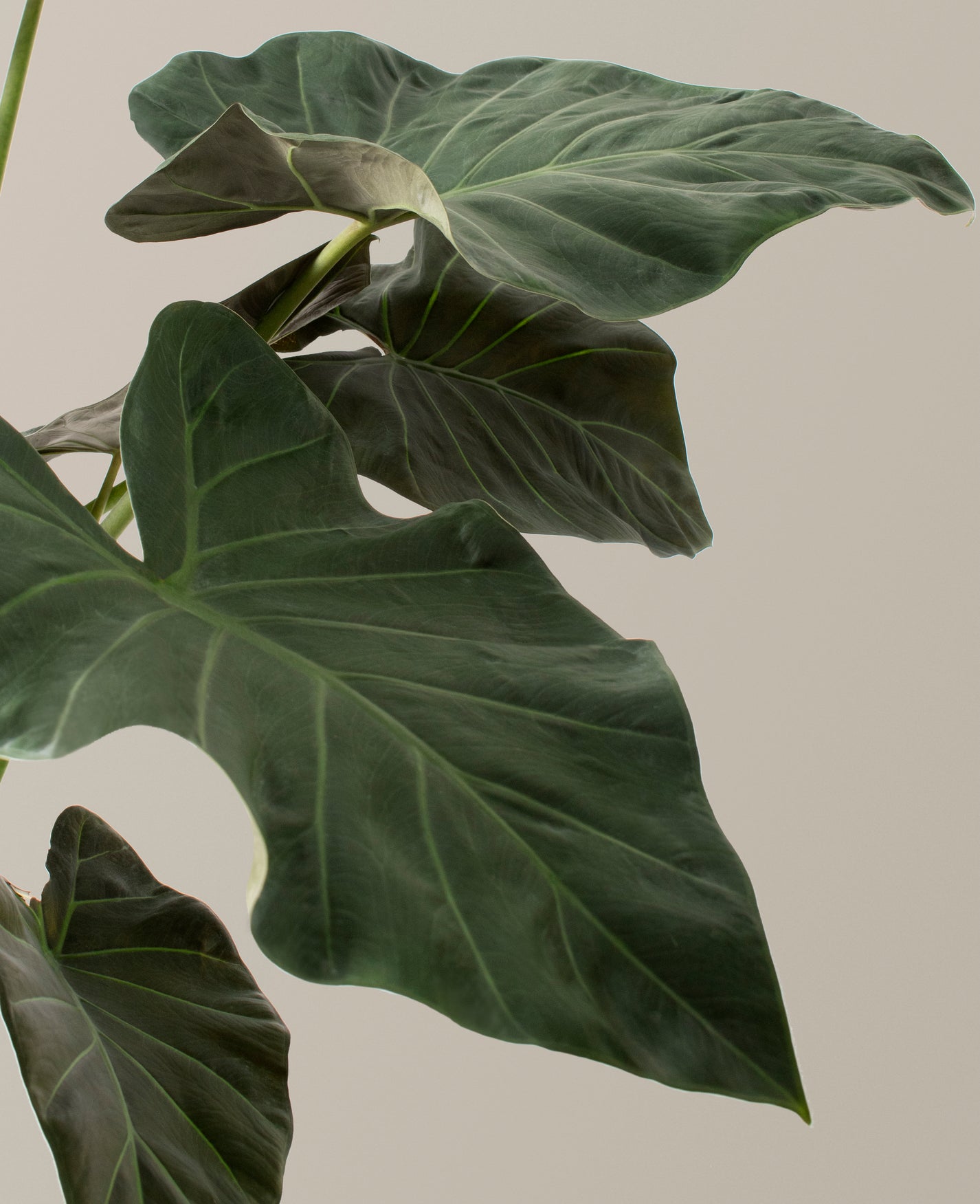Large Alocasia Regal Shield | Indoor Plants & Houseplants | The Sill