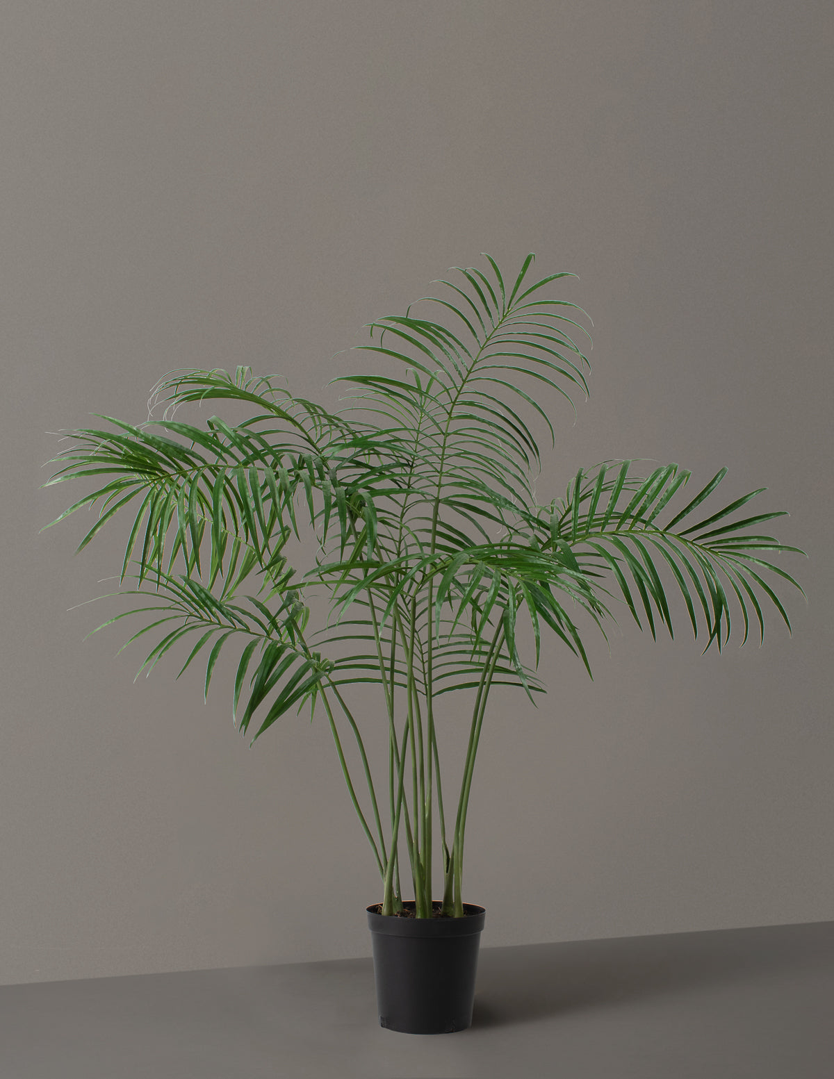 Large Faux Trees | The Sill