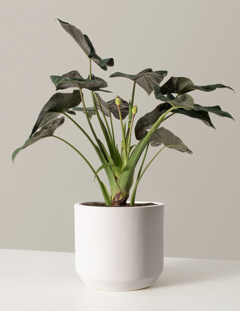 Large Alocasia Regal Shield | Indoor Plants & Houseplants | The Sill