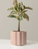 Large Ficus Tineke Tree | Indoor Plants for Delivery | The Sill