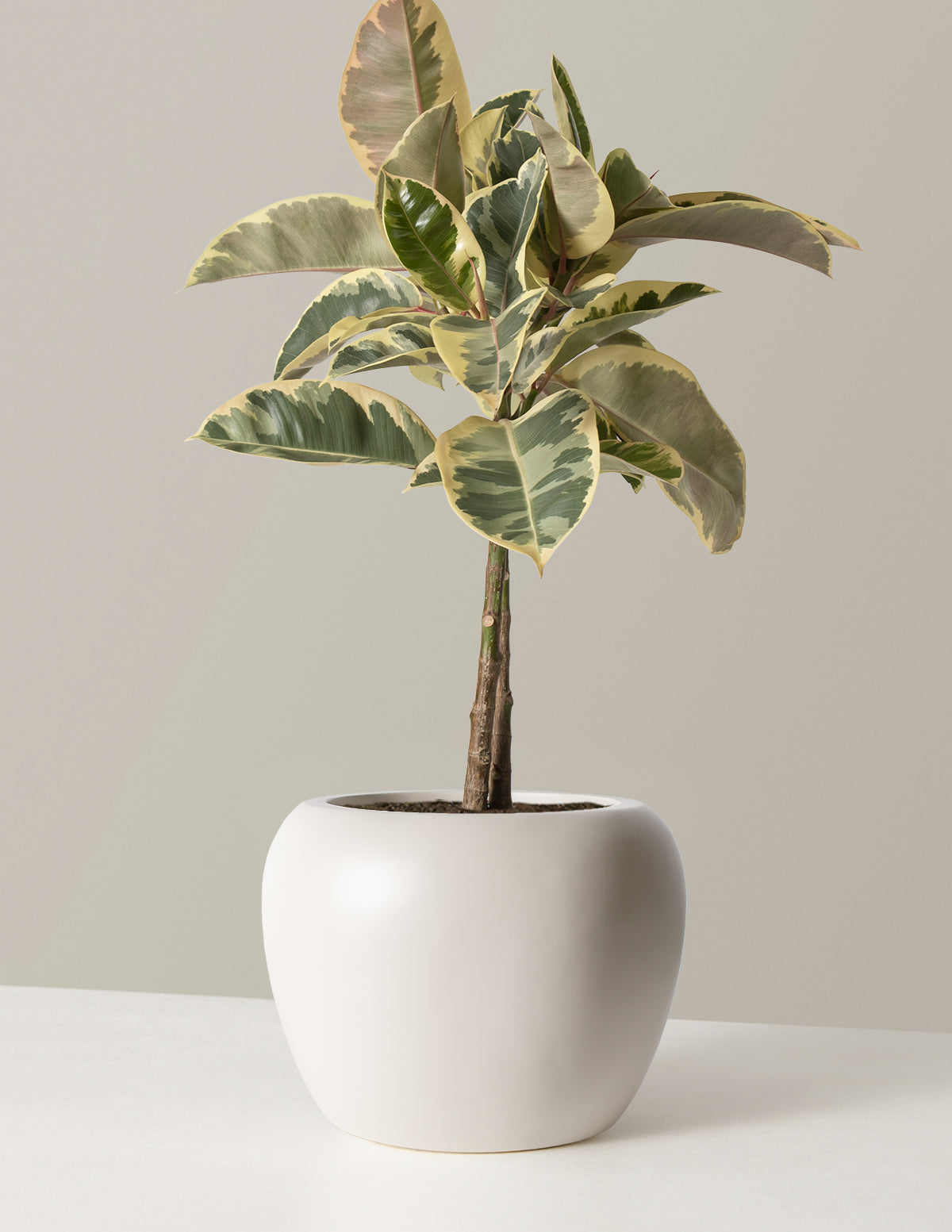 Large Ficus Tineke Tree | Indoor Plants for Delivery | The Sill