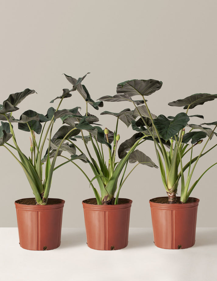Large Alocasia Regal Shield | Indoor Plants & Houseplants | The Sill
