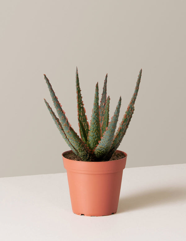 Aloe Christmas Carol Houseplant | Unique Plants and Gifts for Delivery ...