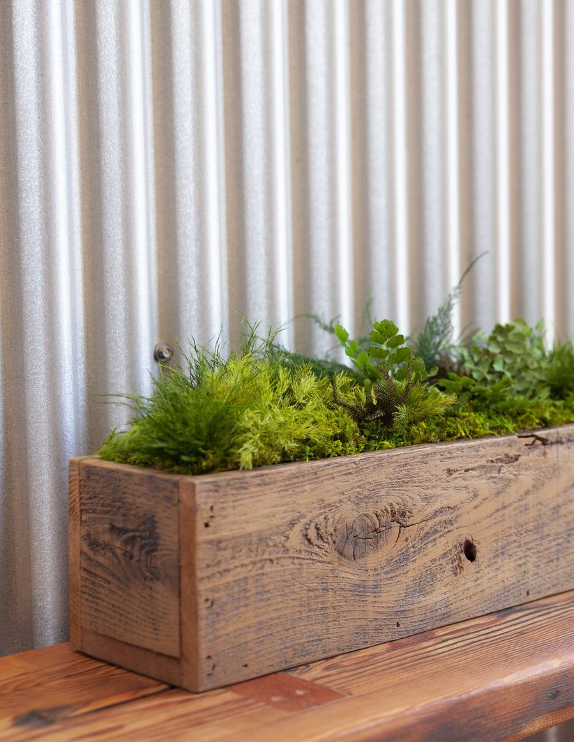 Preserved Moss & Fern Box | The Sill