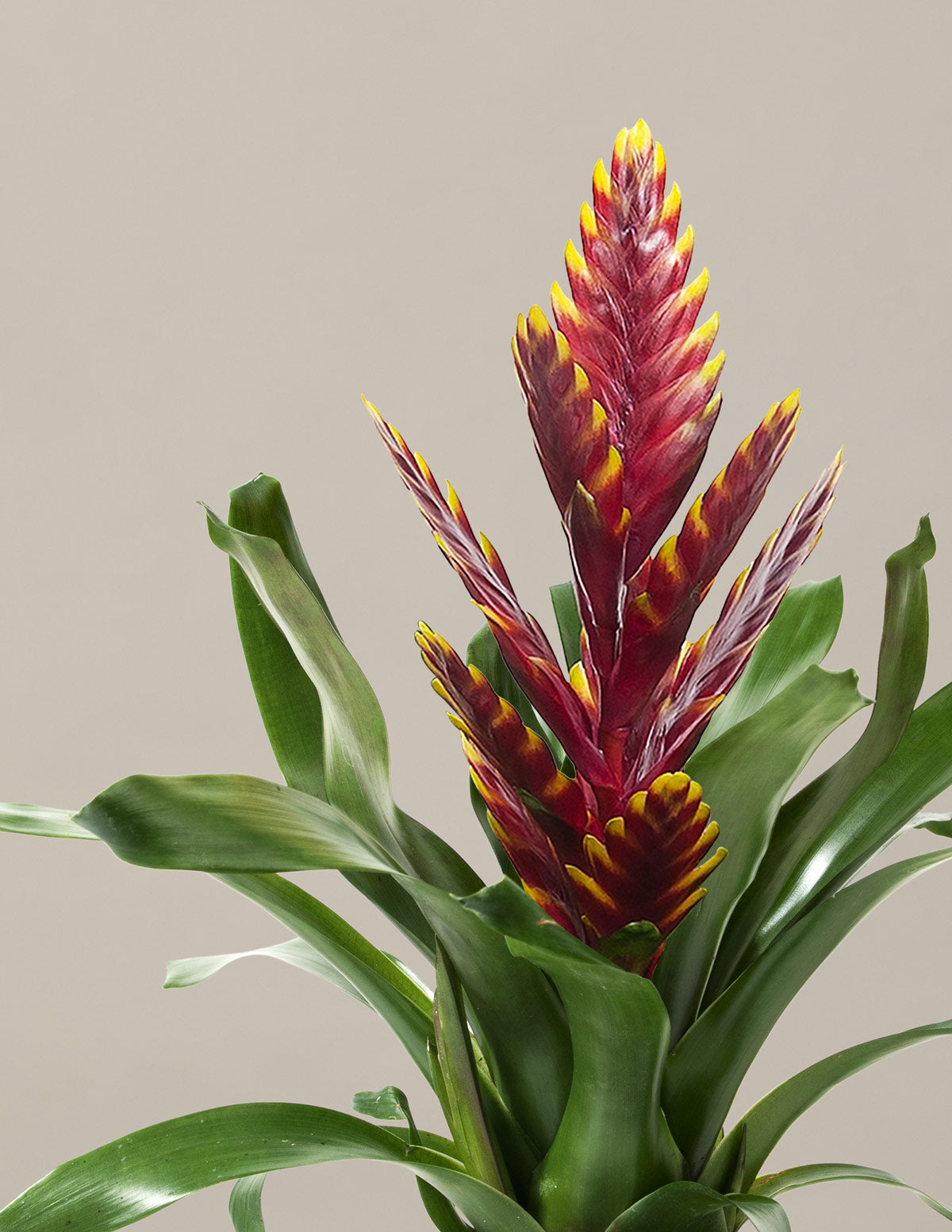 Bromeliad Vriesea Vogue | Flowering Houseplants for Delivery | The Sill