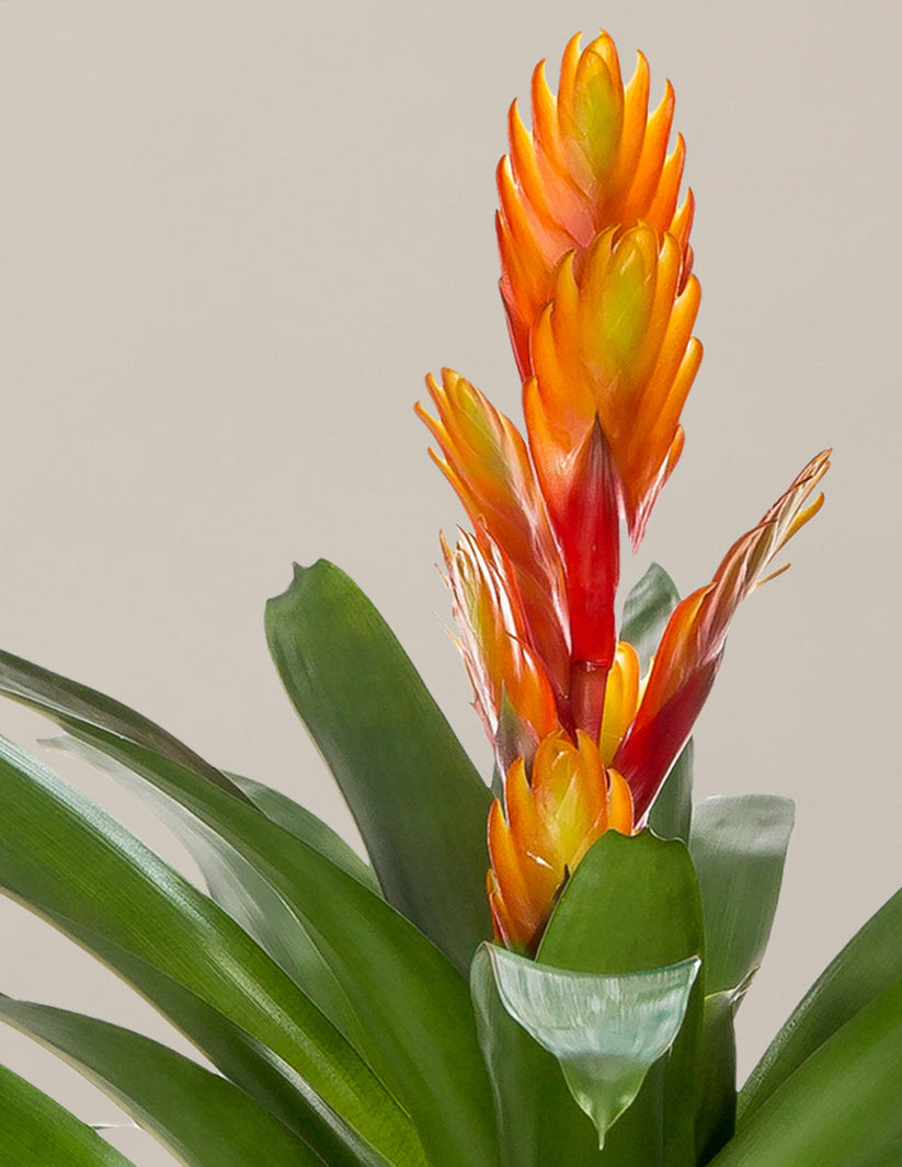 Bromeliad Vriesea Intenso Orange | Flowering Houseplants for Delivery ...