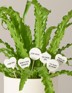 Ceramic Message Plant Pops | Indoor Plants and Houseplants for Delivery ...