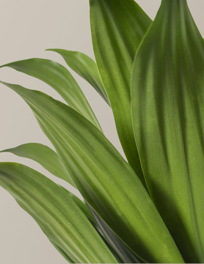 Large Dracaena Compacta Cane | Large Houseplants for Delivery | The Sill