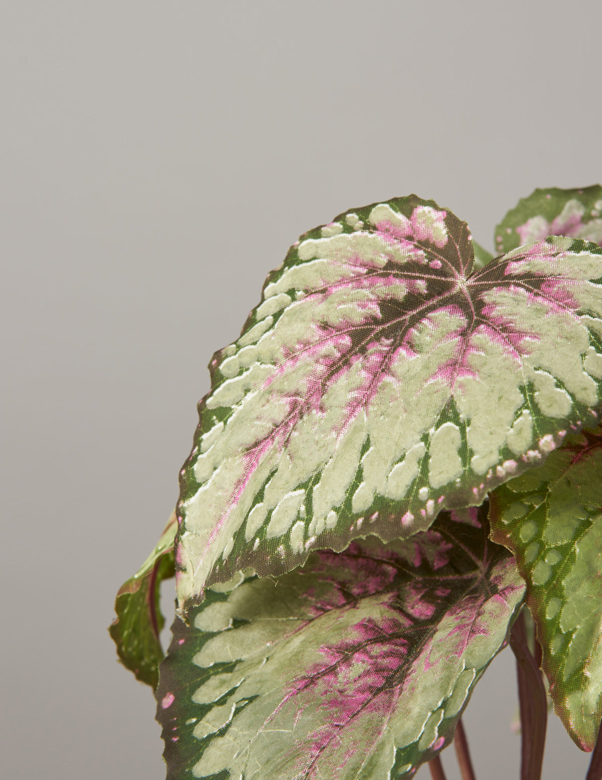 Faux Rex Begonia Potted | Best Artificial Houseplants and Stems | The Sill