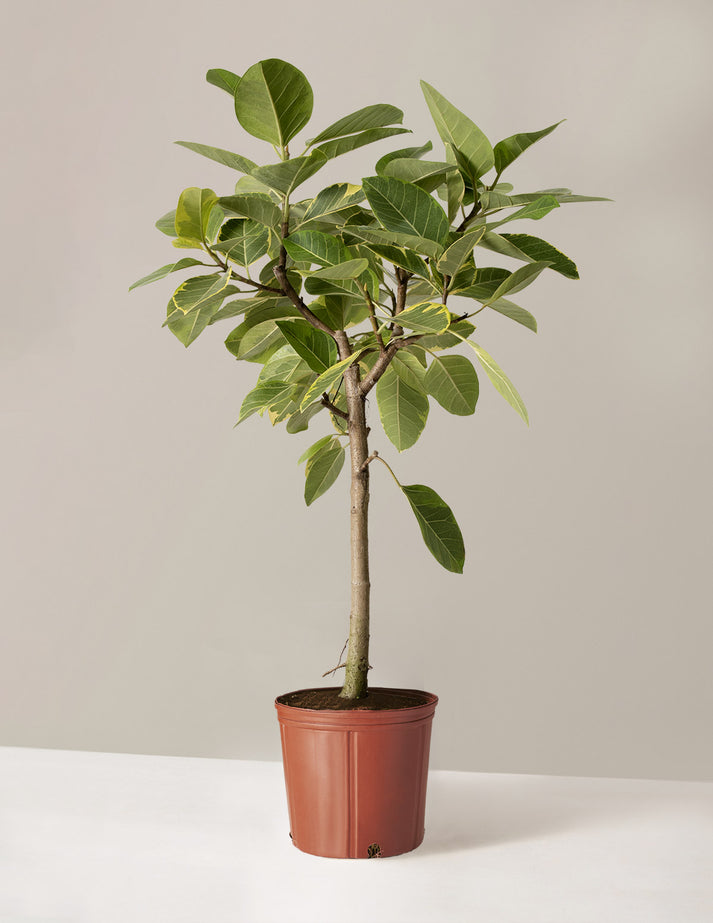 Large Ficus Altissima Tree | Indoor Plants for Delivery | The Sill