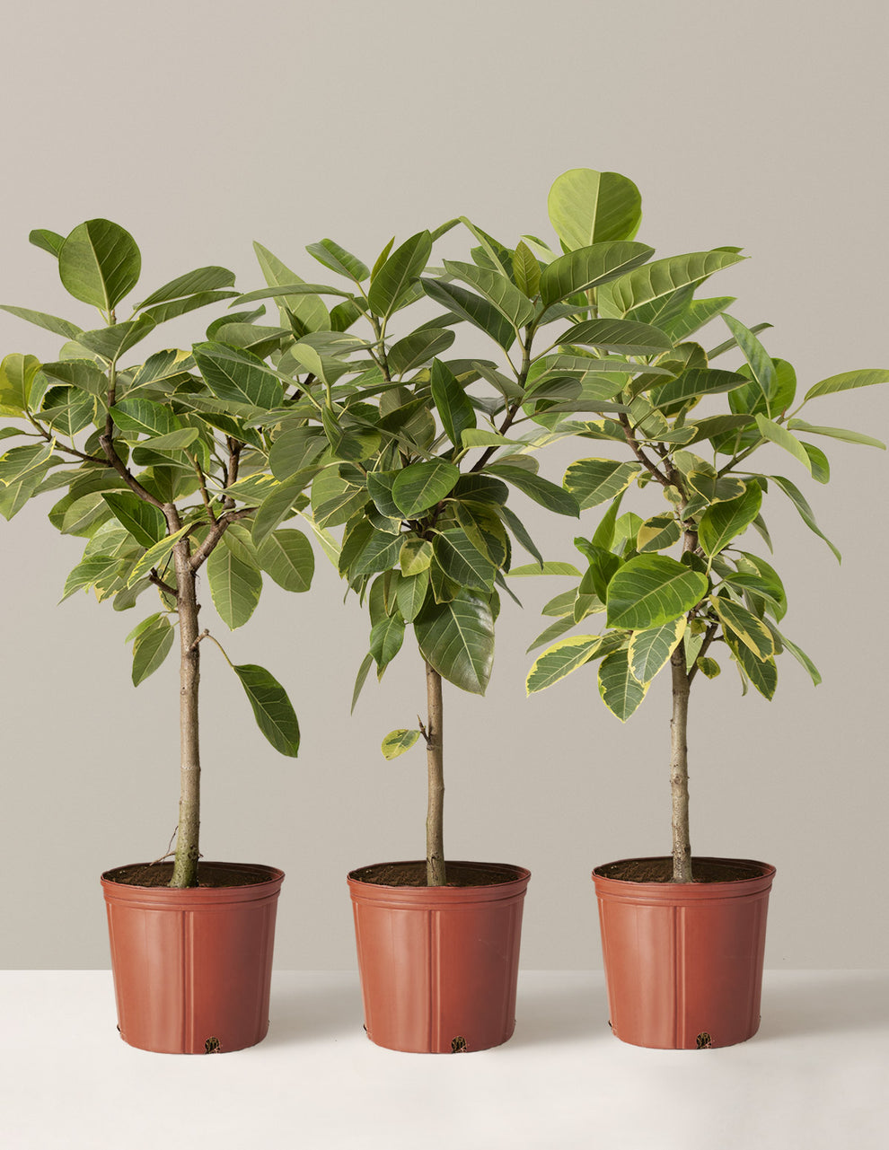 Large Ficus Altissima Tree | Indoor Plants for Delivery | The Sill