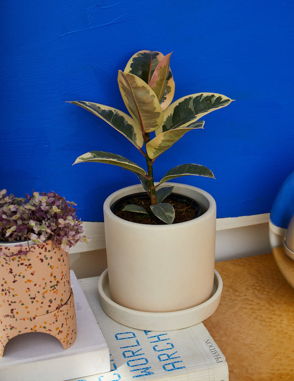 Ficus Tineke | Plants and Houseplants for Delivery | The Sill