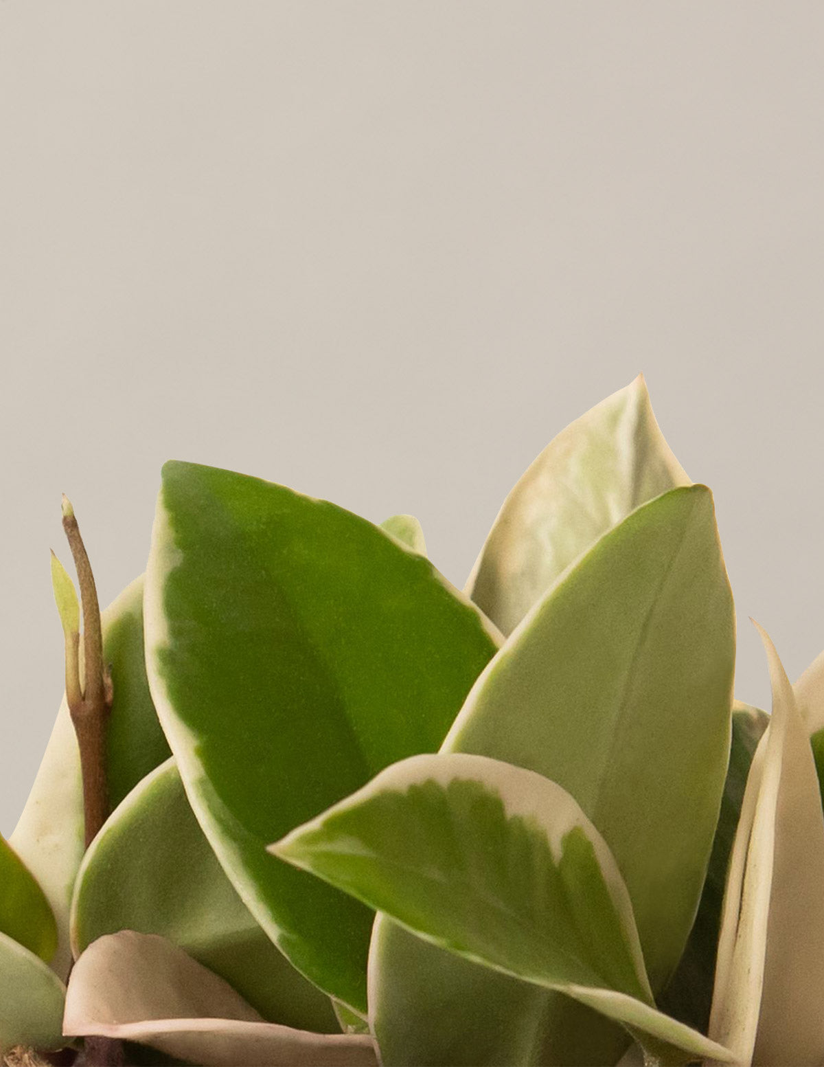 Hoya Carnosa Tricolor | Unique, rare, vining houseplants for delivery ...