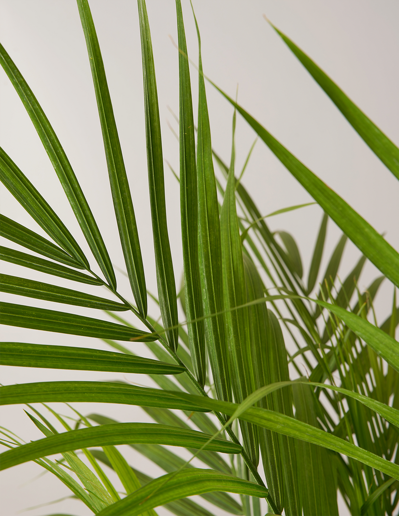 Large Majesty Palm | Indoor Plants & Houseplants for Delivery | The Sill
