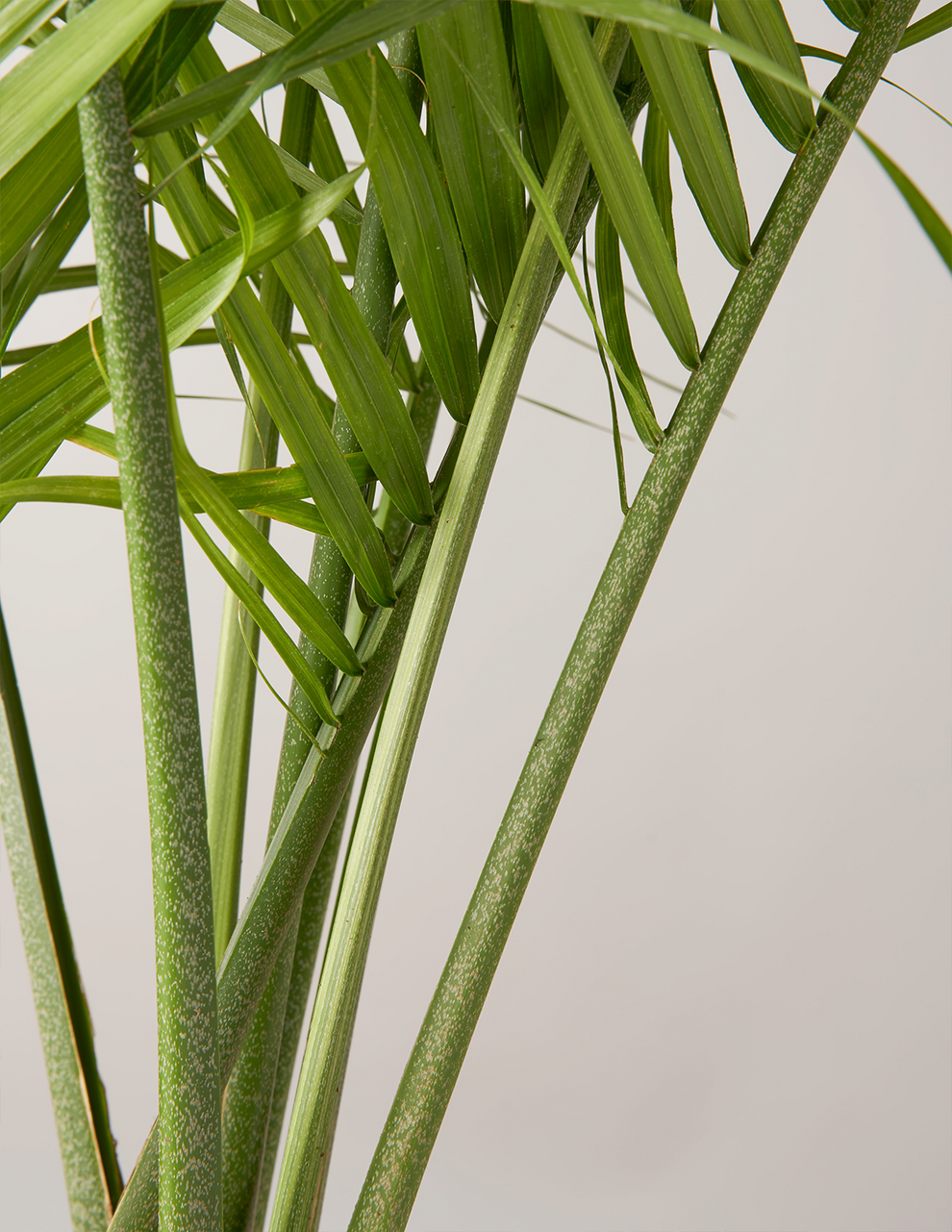 Large Majesty Palm | Indoor Plants & Houseplants for Delivery | The Sill