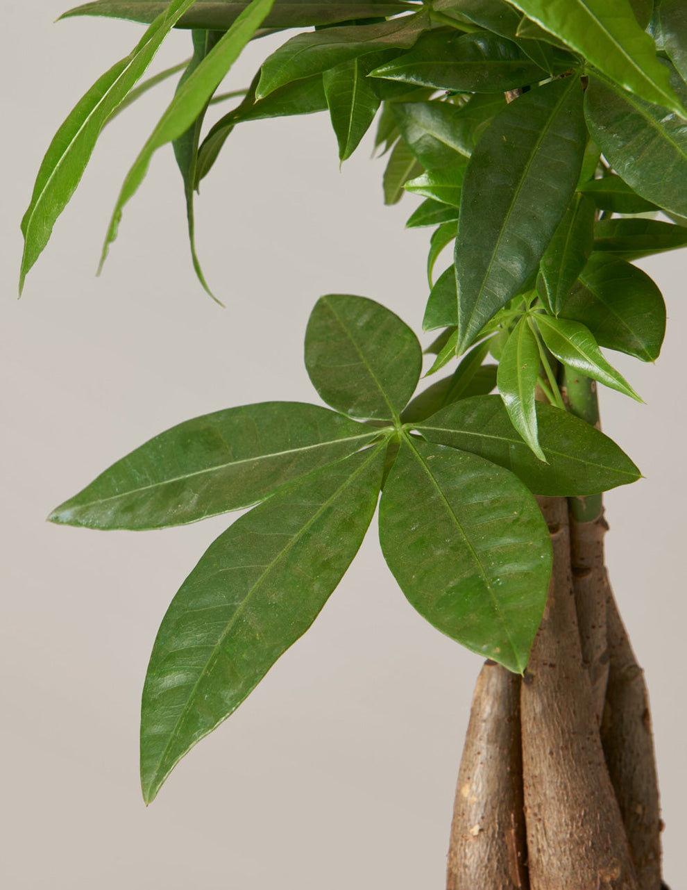 Money Tree Plant | Tropical Indoor Plants & Houseplants for Delivery ...