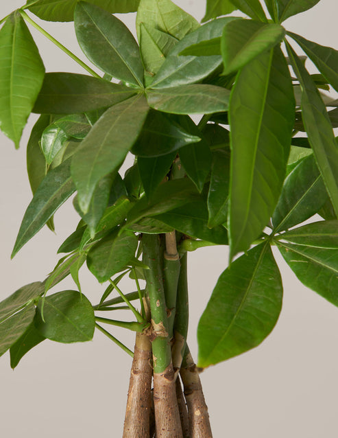 Money Tree Plant | Tropical Indoor Plants & Houseplants for Delivery ...