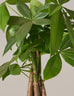 Money Tree Plant | Tropical Indoor Plants & Houseplants for Delivery ...